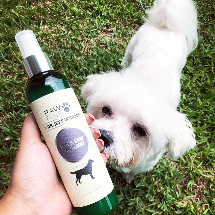 Pawfume: The Best in Dog Grooming & Wellness Solutions